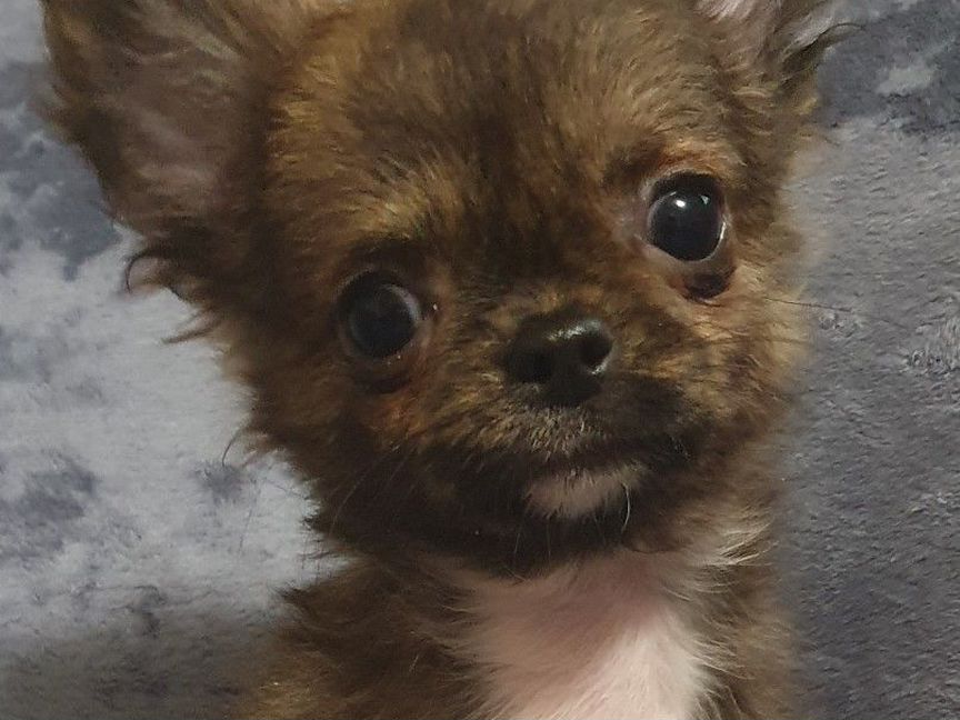 Малышка-чишка