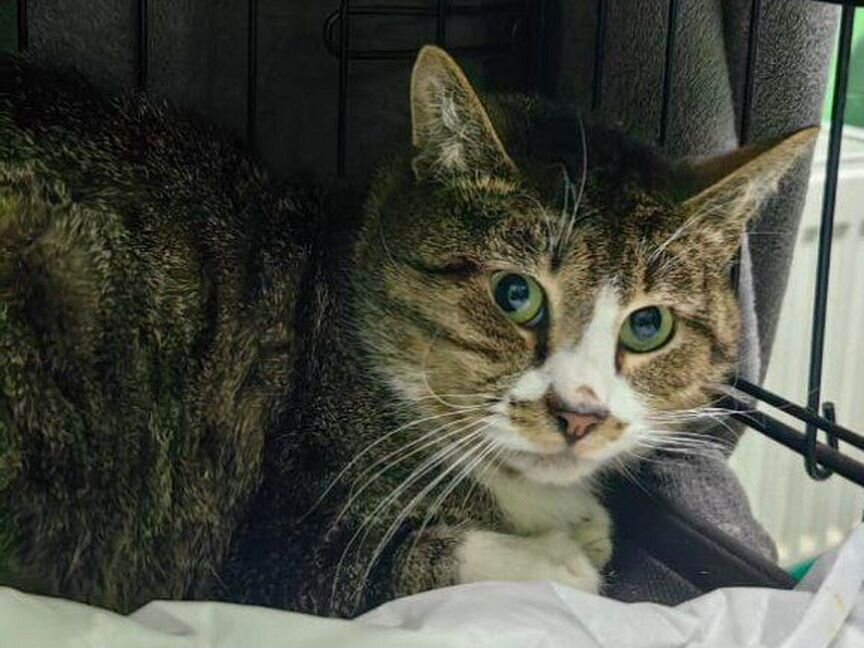 Батончик в добрые руки