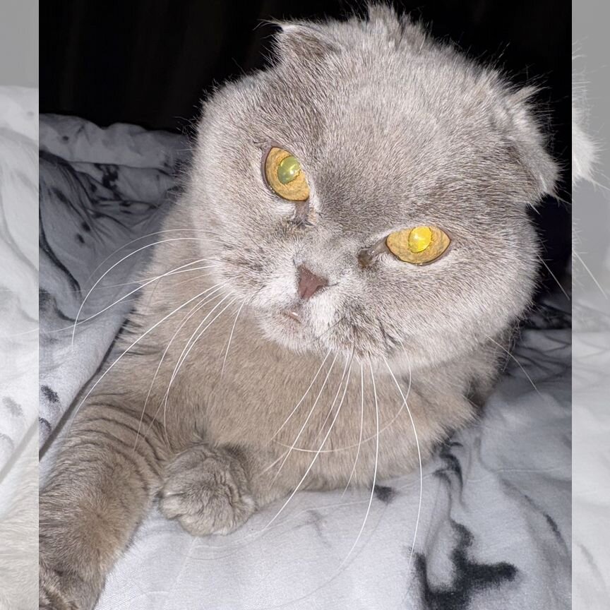 Шотландская вислоухая короткошёрстная, взрослая кошка