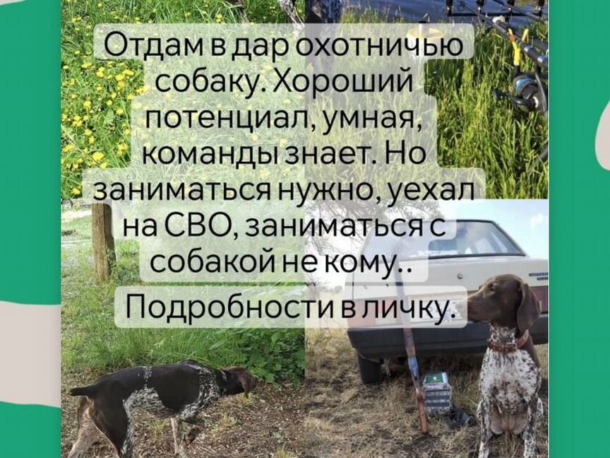 Отдам в дар собаку курцхаар