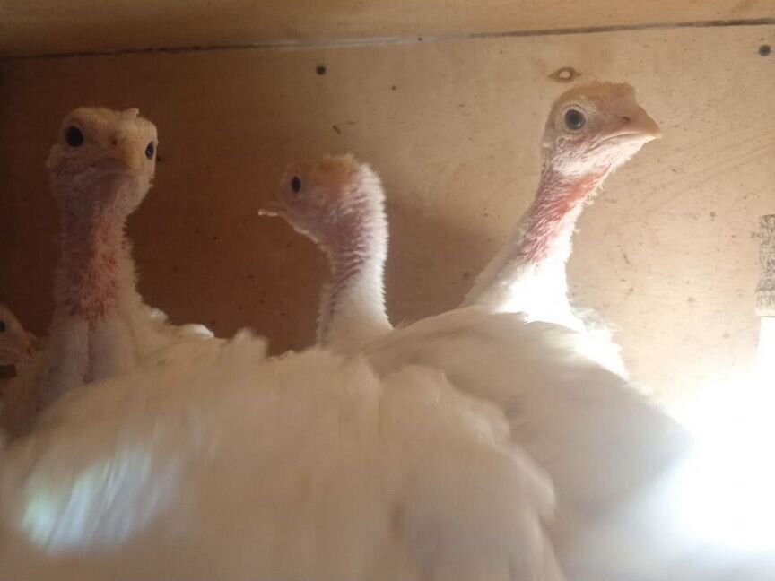 Индюшата Ио Канада