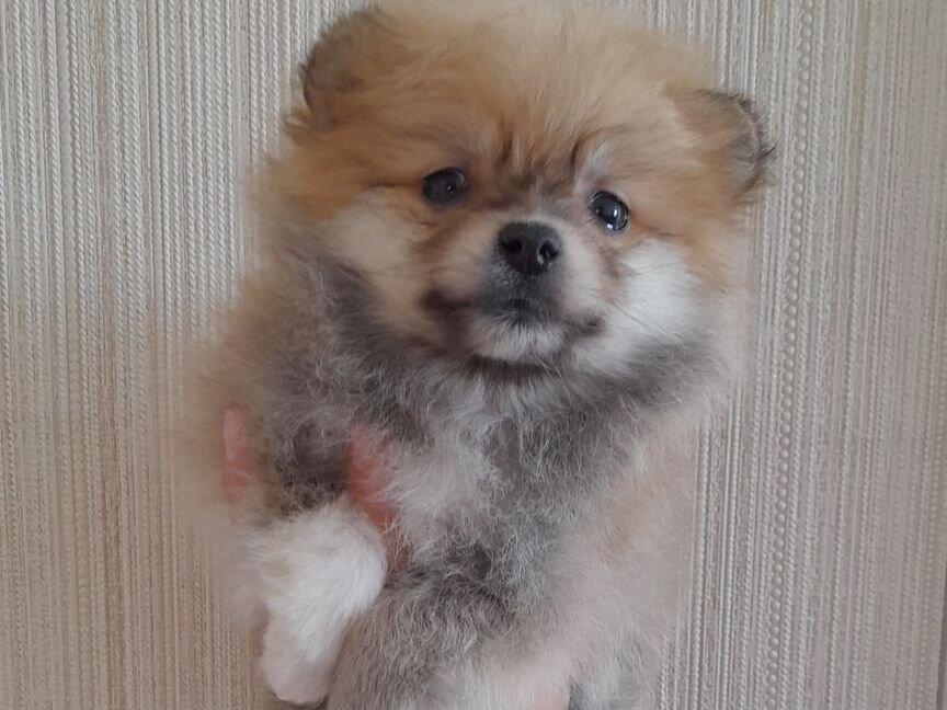 Медвежонок