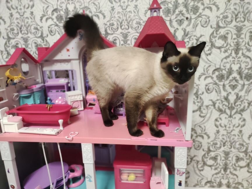 Сиамская (тайская) кошка