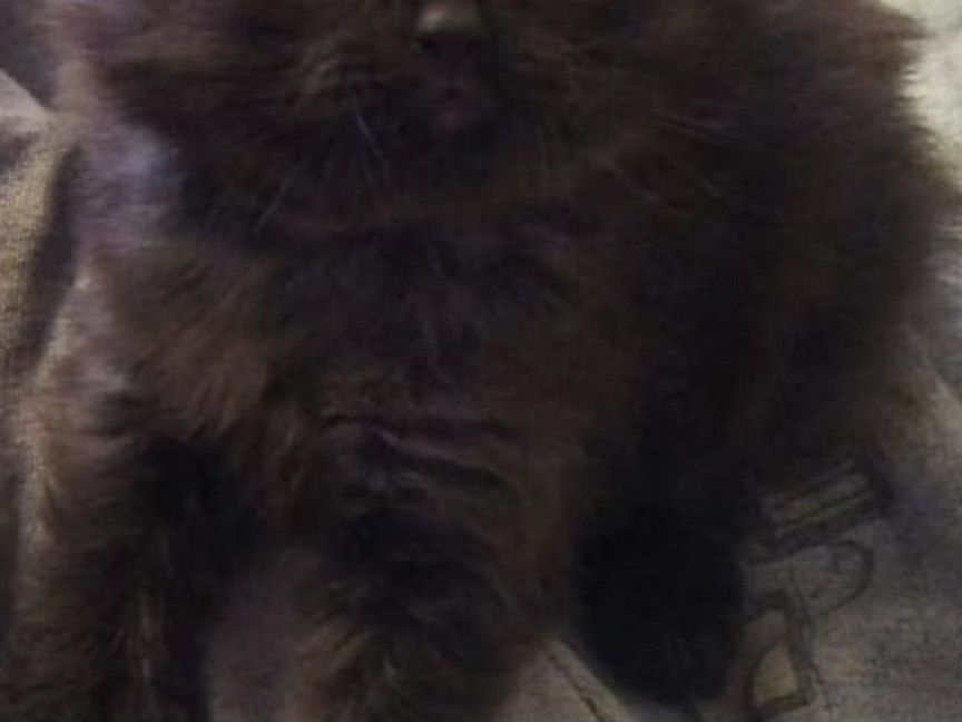 Продам котят