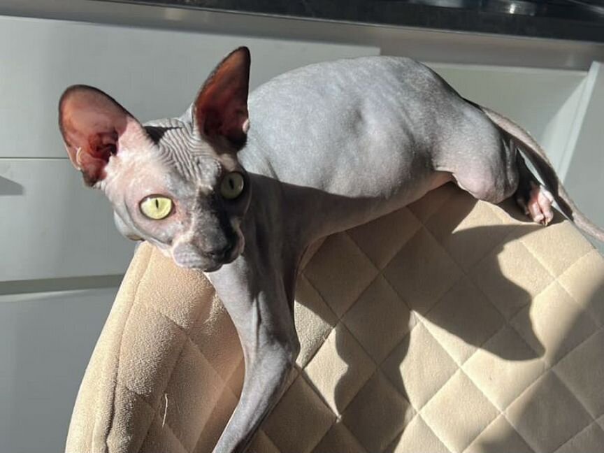 Канадский сфинкс кот