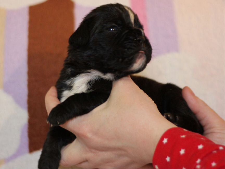 Щенки боксера