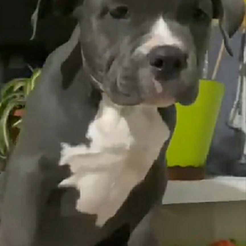 Щенки ам булли