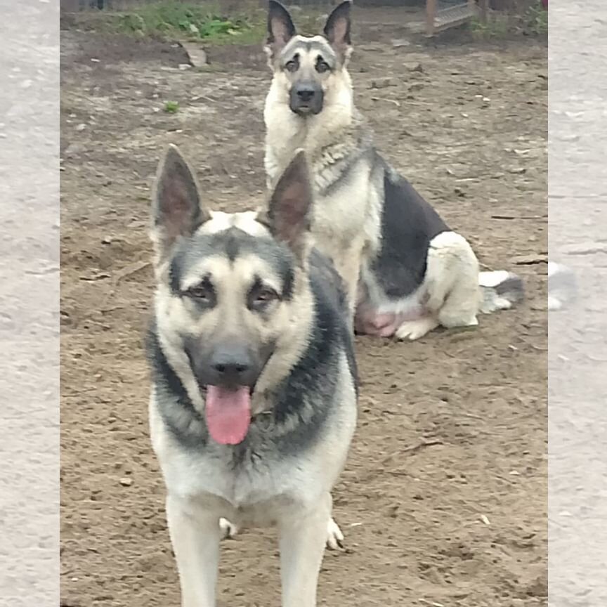 Восточноевропейская овчарка, щенок