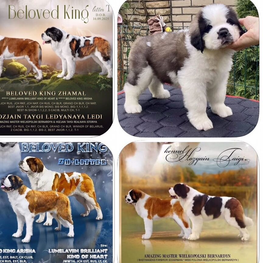 Сенбернар, щенок