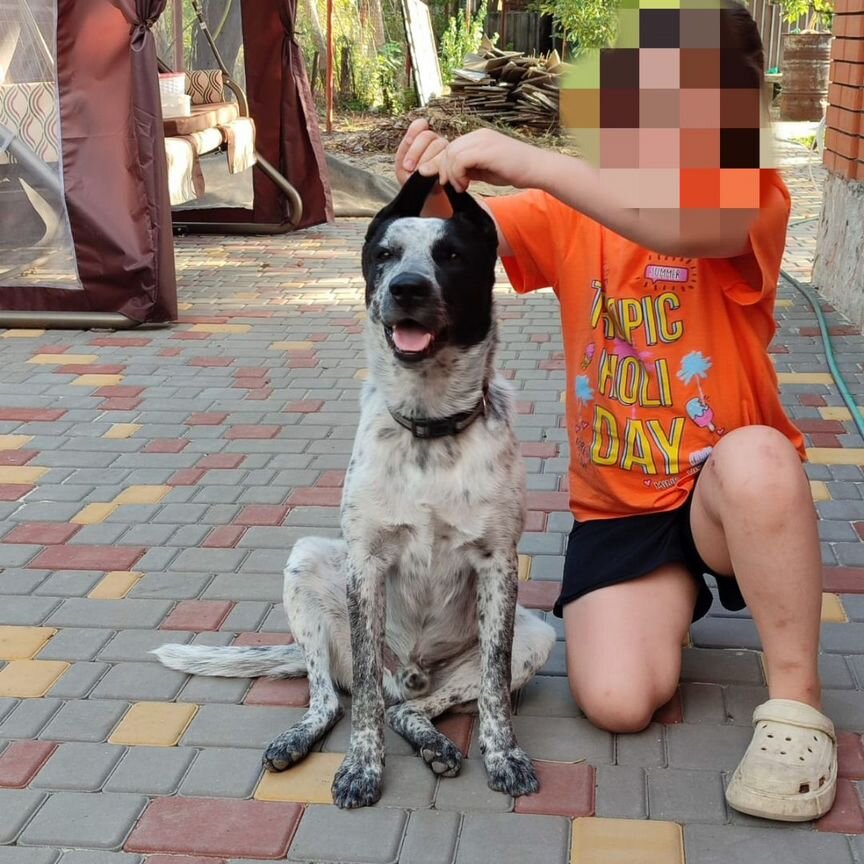 Отдам бесплатно