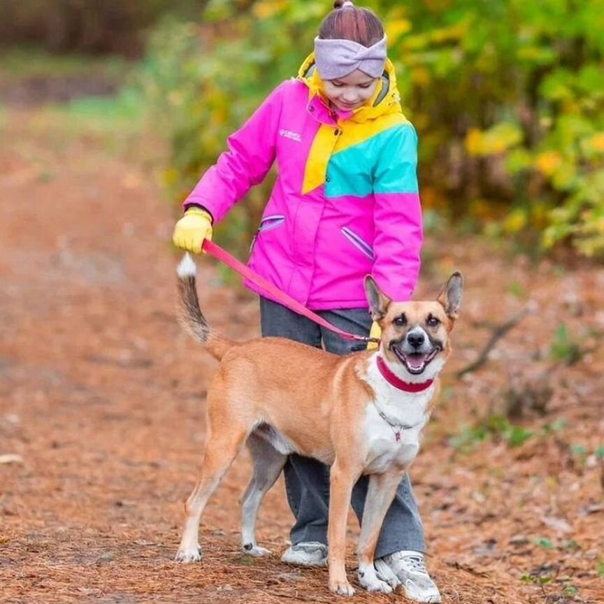 Милый пёсик в добрые руки