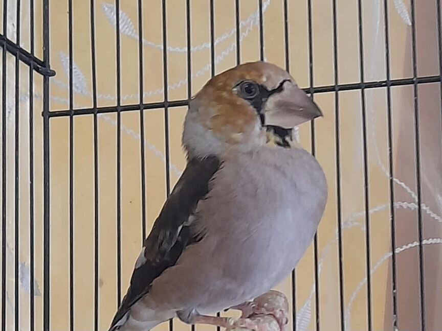 Лесные птицы. Пара дубоносов