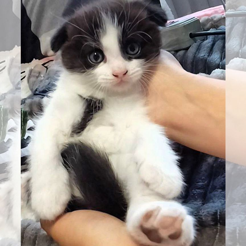 Вислоухие котята