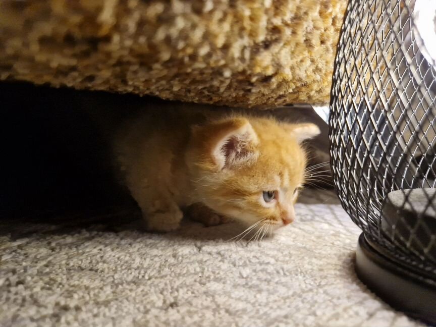 Котёнок в добрые руки
