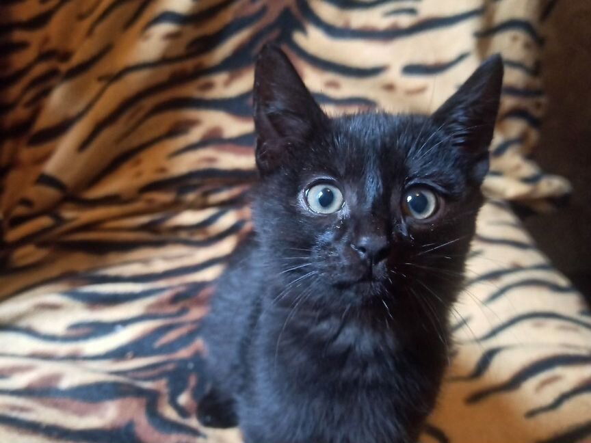 Кошка/ котёнок