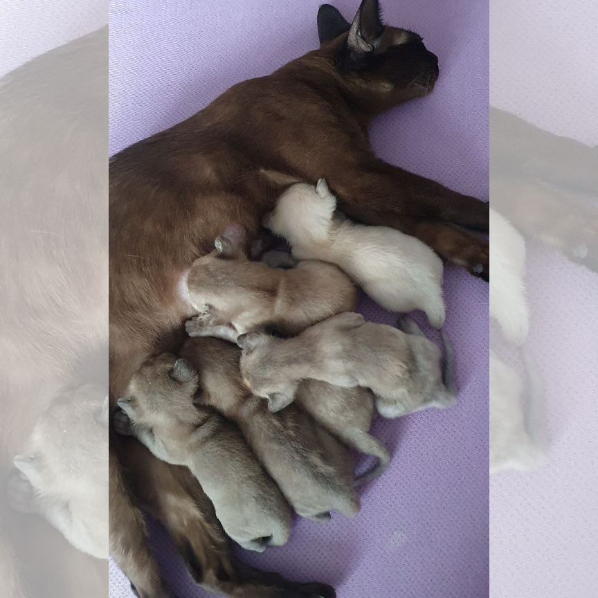 Бурманские котята