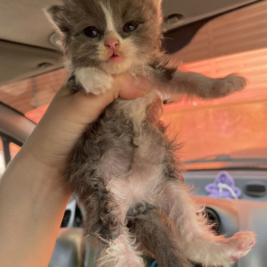 Котятки в добрые руки