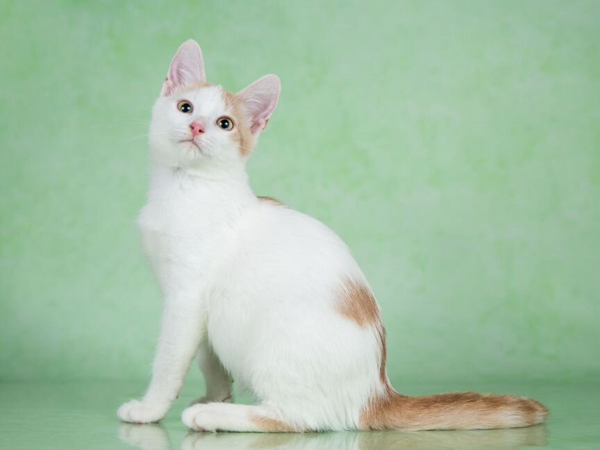Котенок мальчик белый с рыжим хвостиком в дар