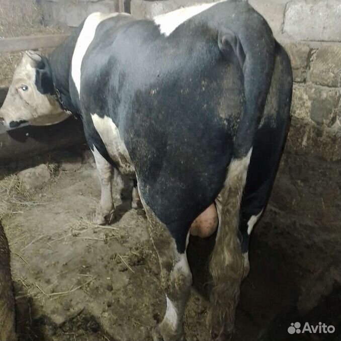 Быки на мясо