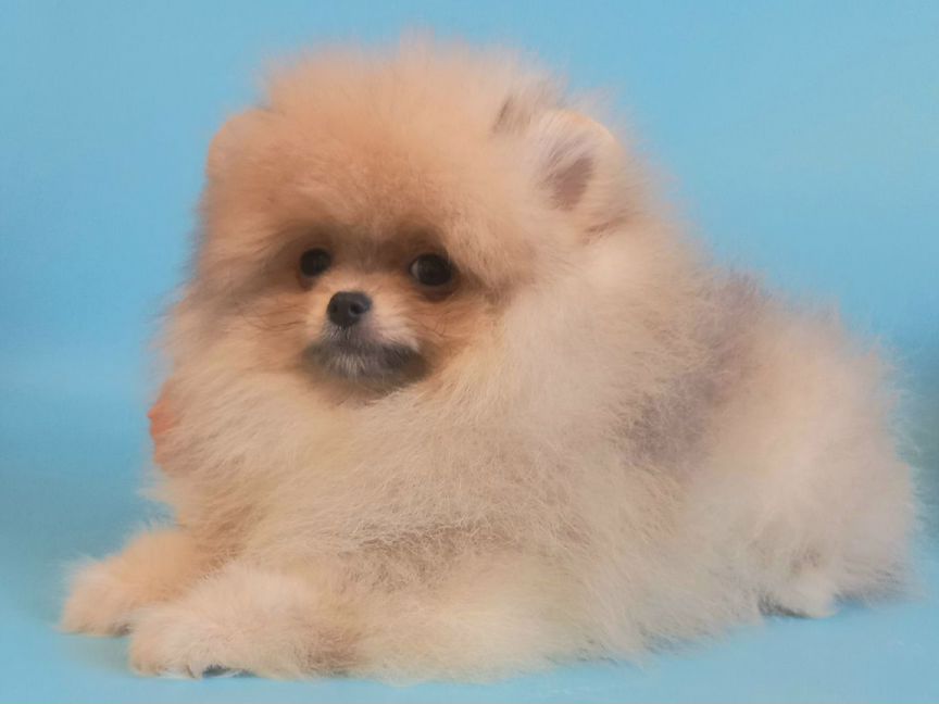 Шикарный медвежонок шпиц