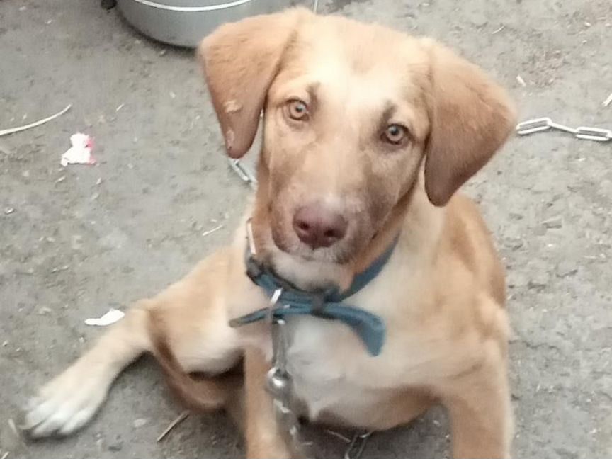 Щенок в добрые руки бесплатно