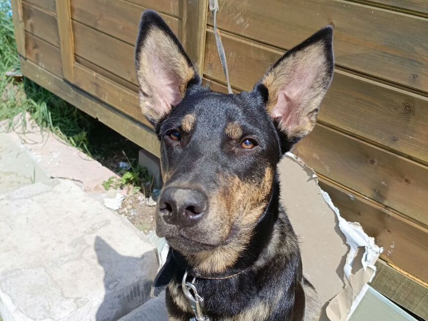 Собака в добрые руки