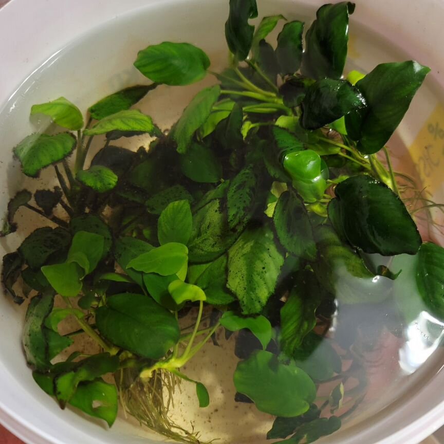 Аквариумное растение Анубис