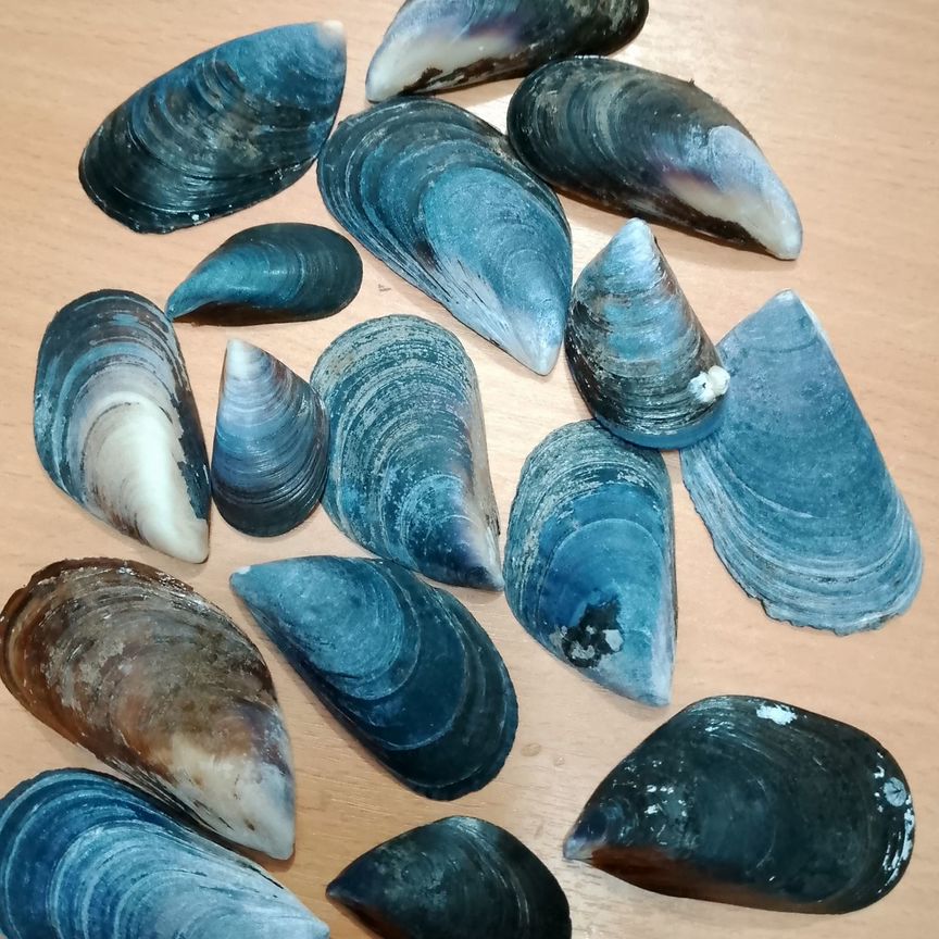 Ракушки мидии