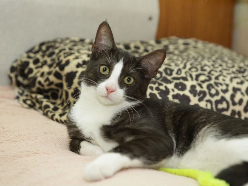 Котопесик