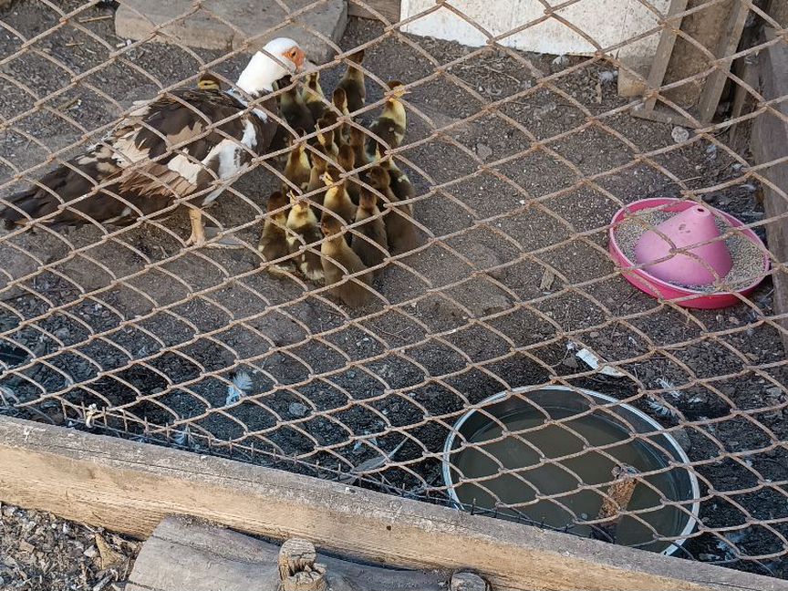 Индоутка с утятами