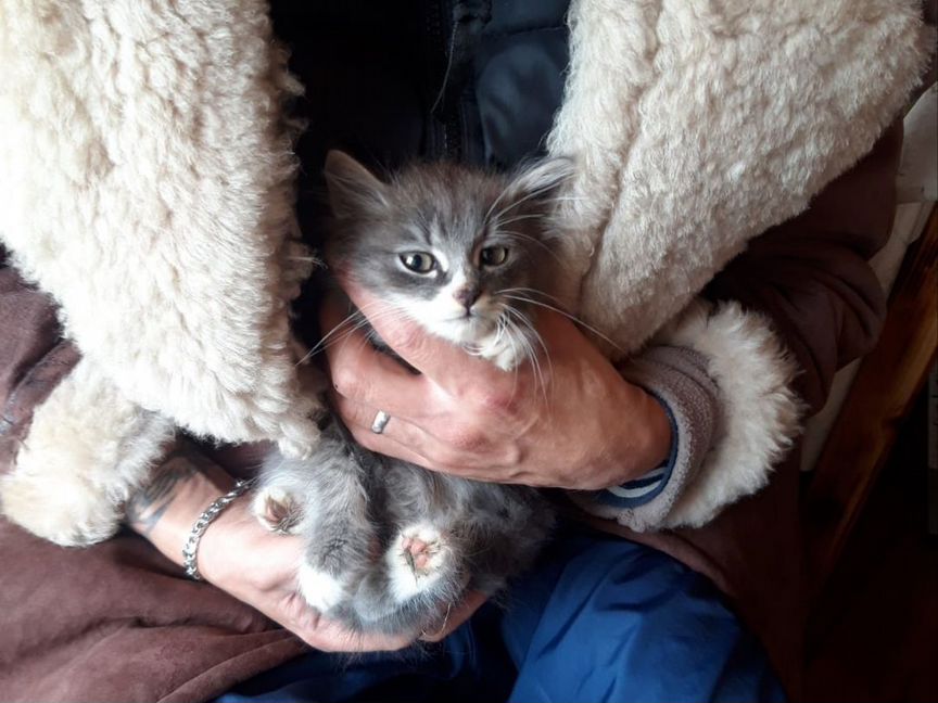 Котёнок 2 месяца в дар