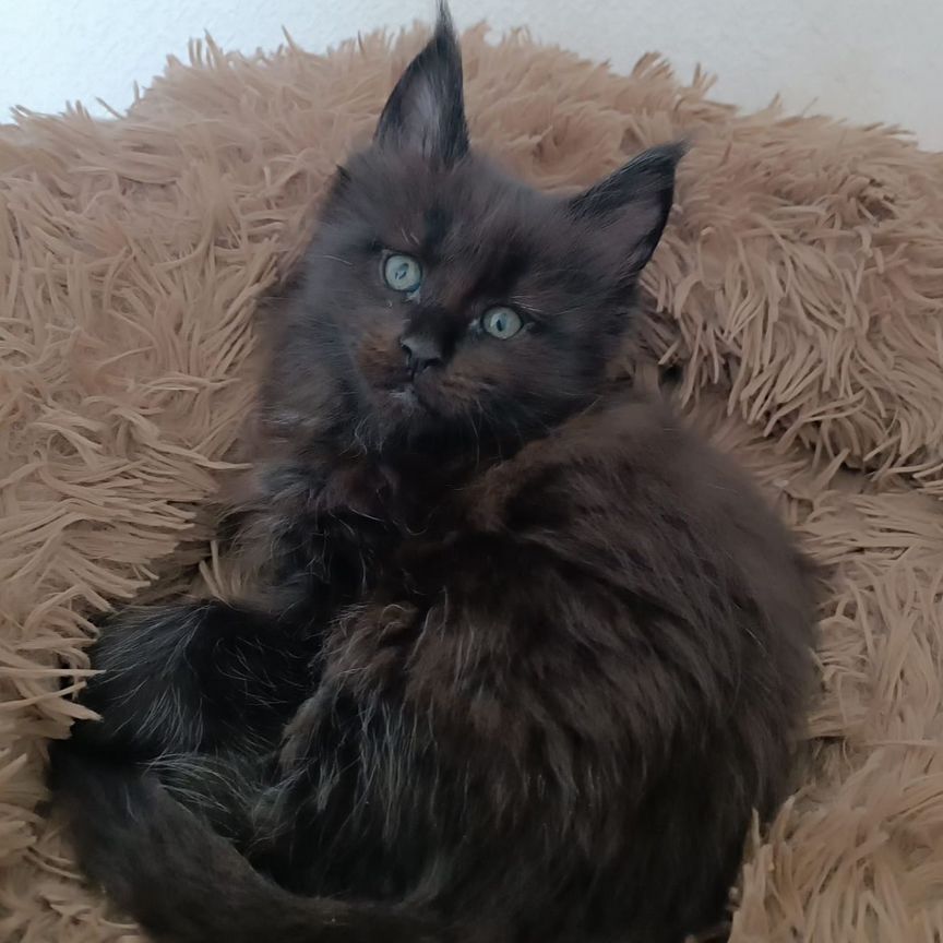 Котята мейн-кун