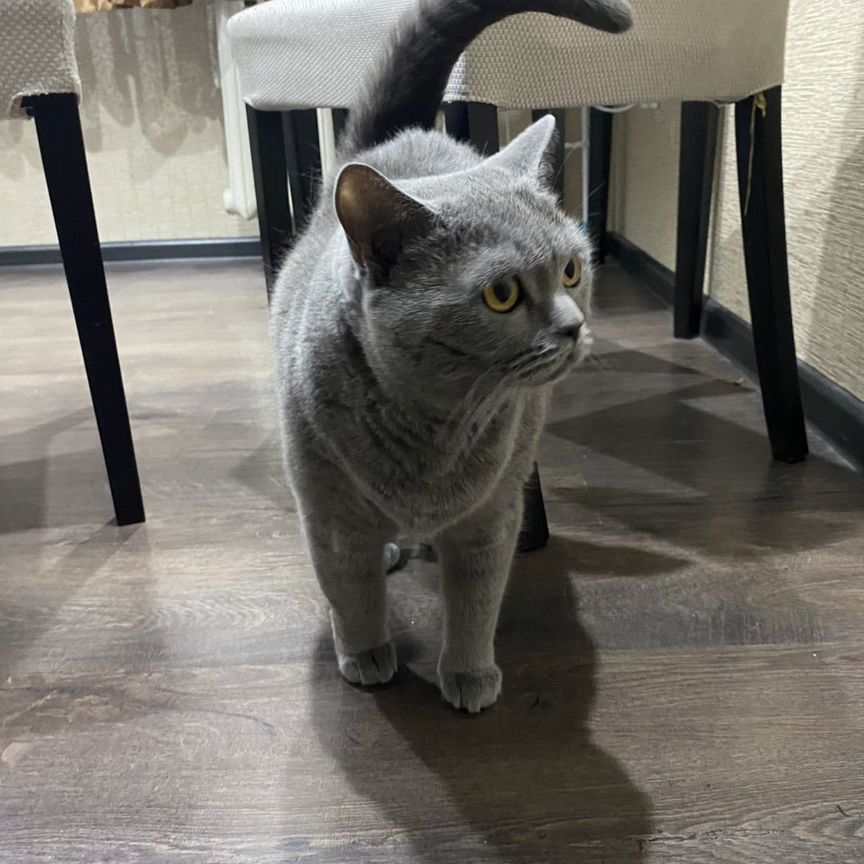 Кошка в добрые руки