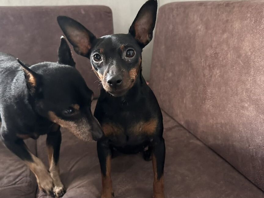 Цвергпинчер