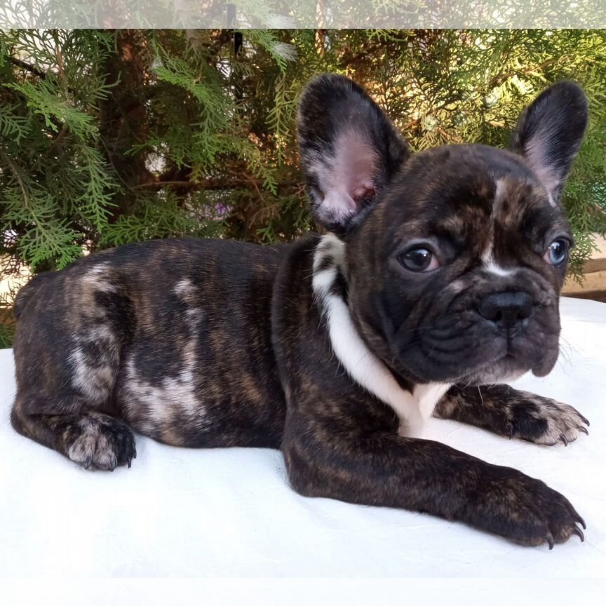 Французский бульдог щенок