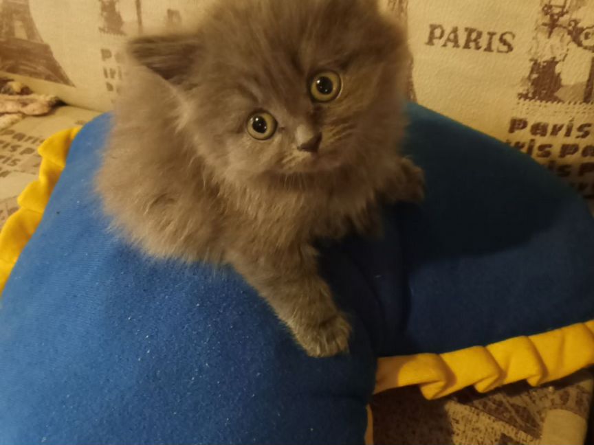 Кошка