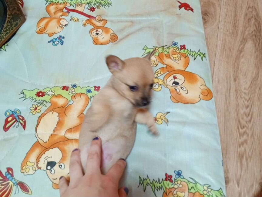 Щенки чихуахуа