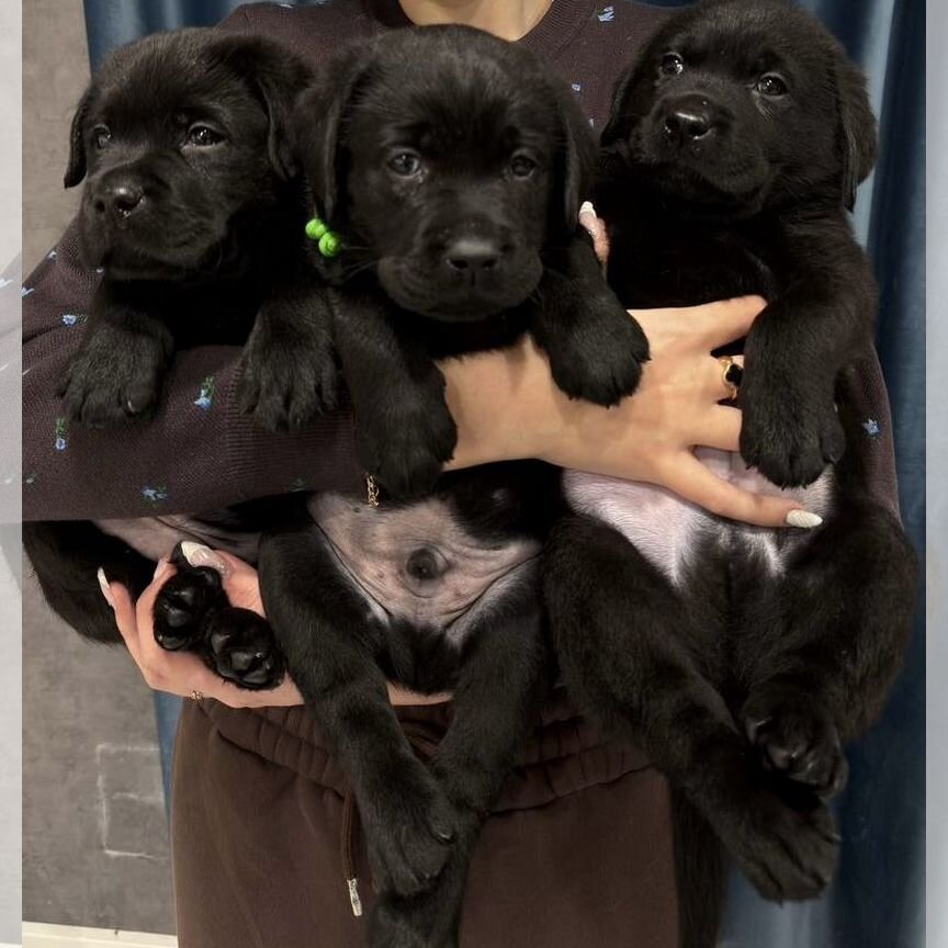 Лабрадор-ретривер, щенок