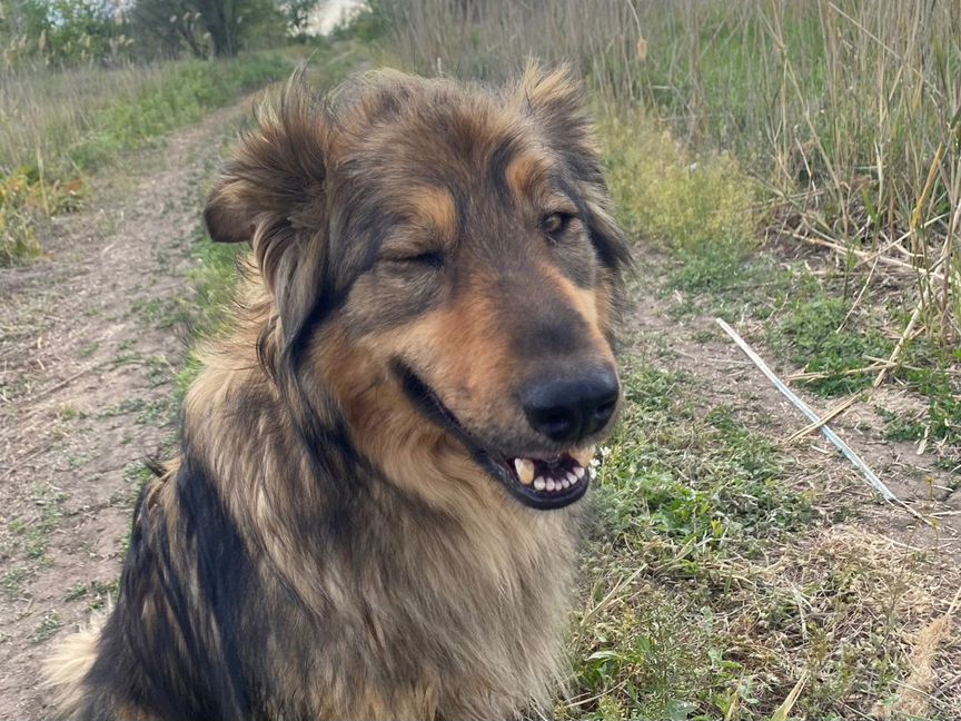 Собака в дар - Соломон