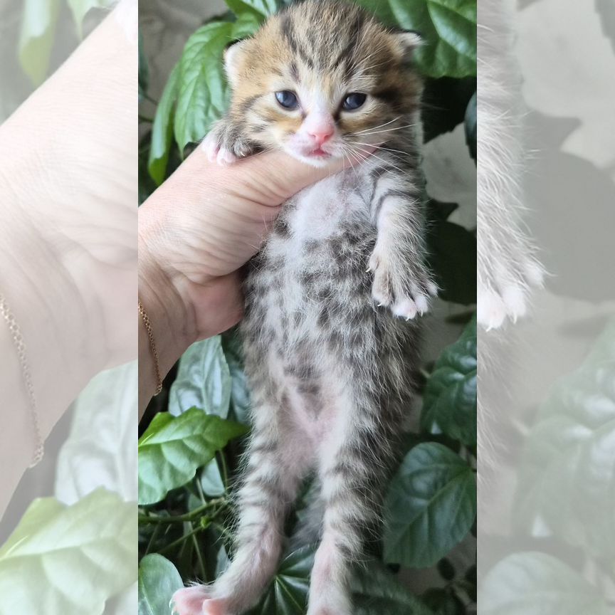 Шотландский прямоухий короткошёрстный котёнок