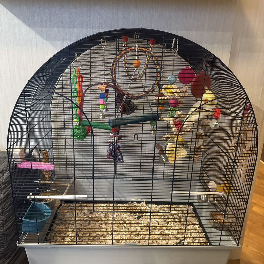 Попугай корелла с клеткой