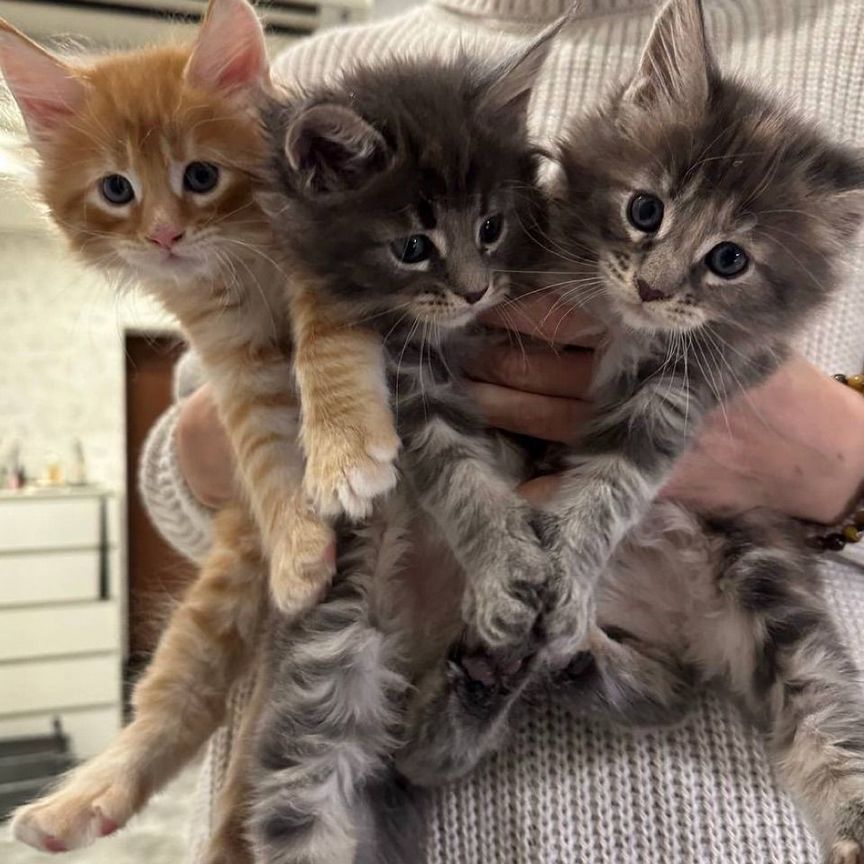 Мэйкун котята