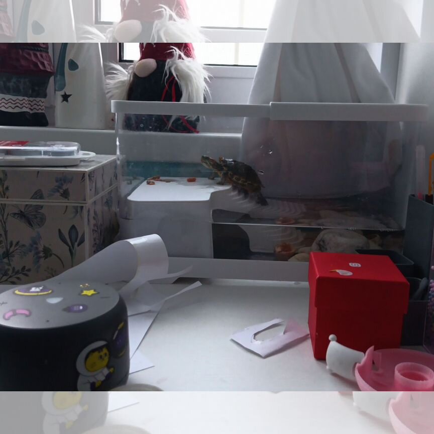 Отдам Черепаху