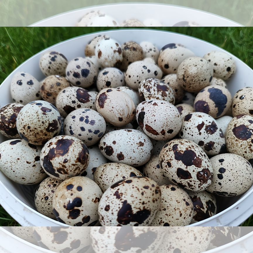 Яйца перепелиные инкубационное