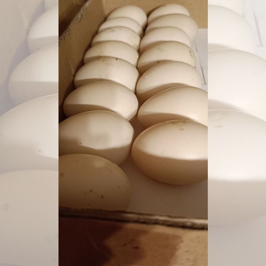 Инкубационное яйцо индоутки (Мускусной утки)