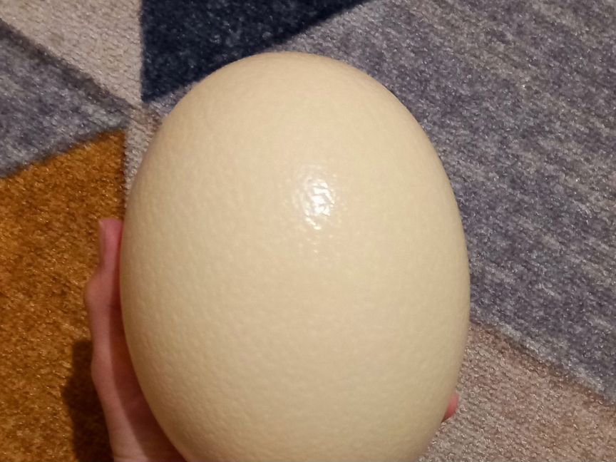 Страусиное яйцо