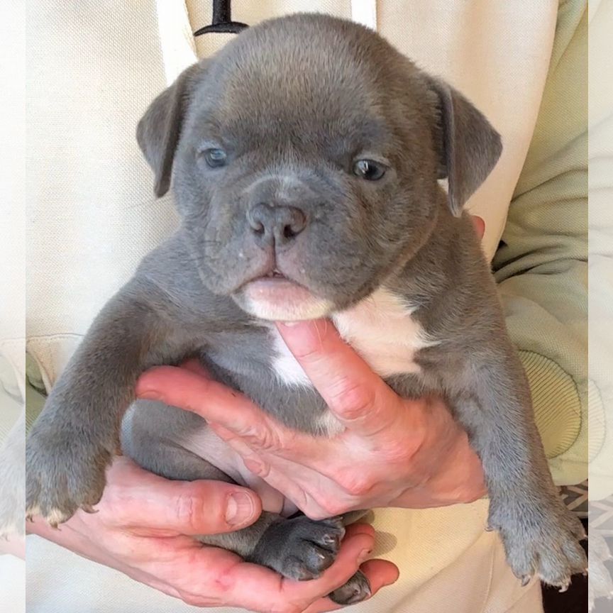 Американский булли, щенок