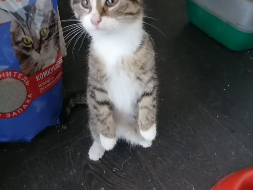 Котёнок мальчик Стасик