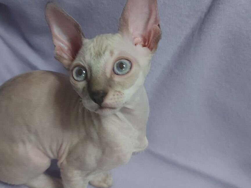 Котята корниш-рекс