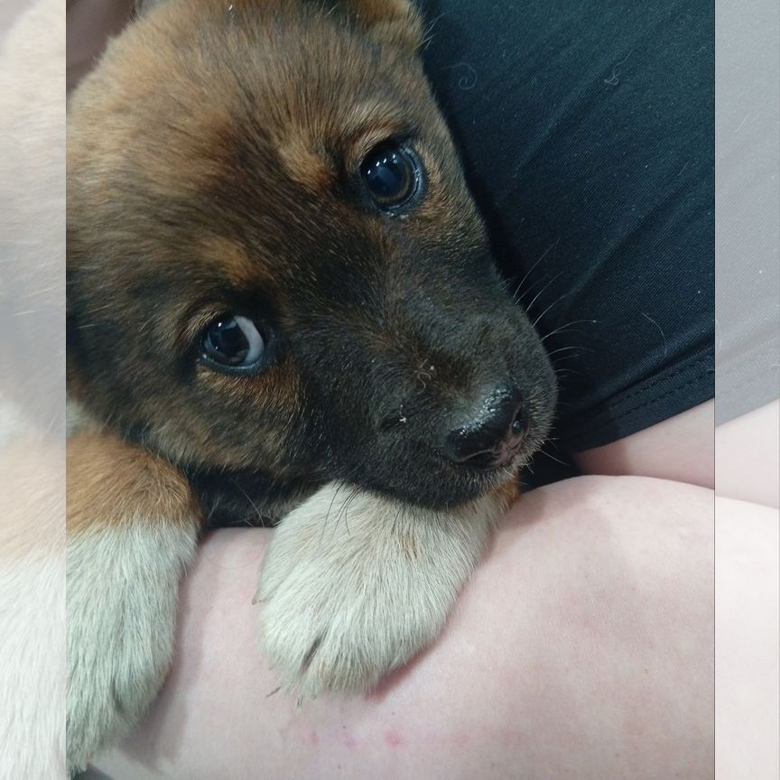 Щенок в добрые руки